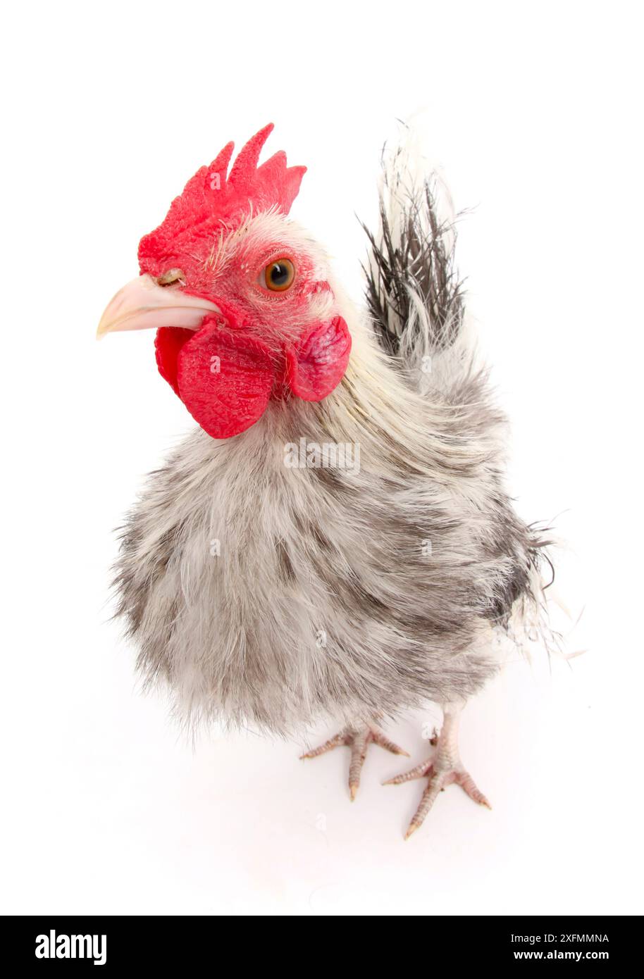 Serama Cut Out Stock Images & Pictures - Alamy