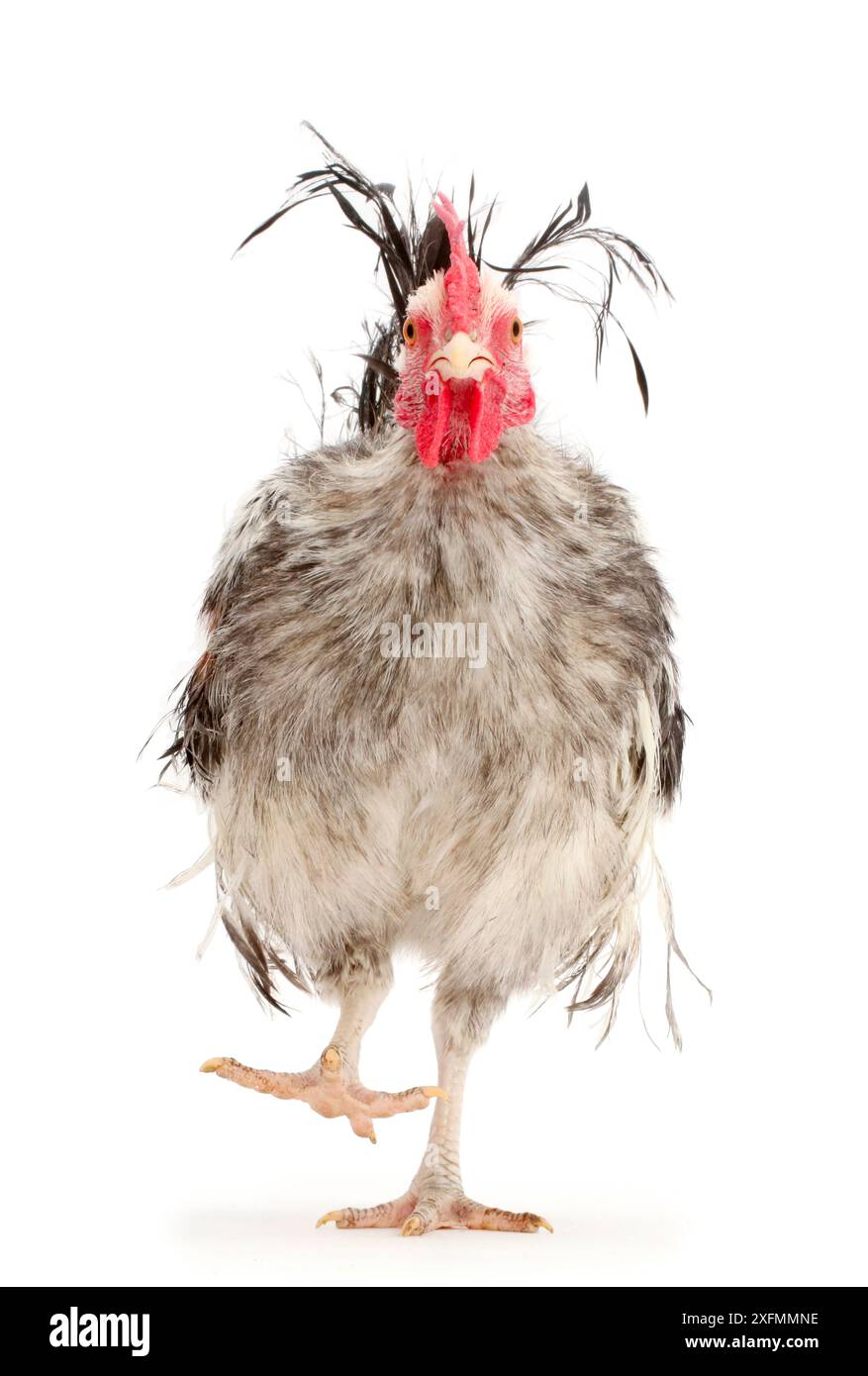 Silkie serama chicken walking Stock Photo - Alamy