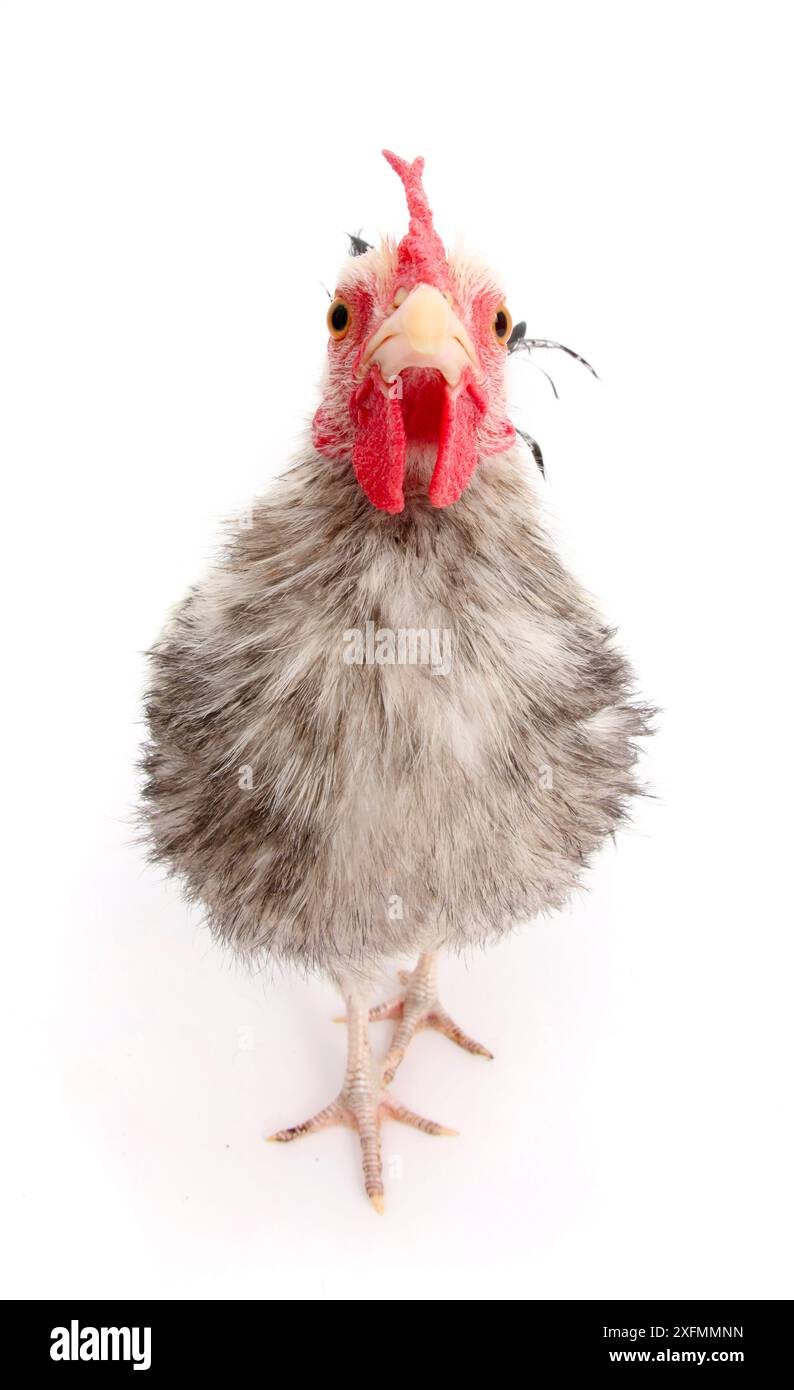 Silkie serama chicken Stock Photo - Alamy