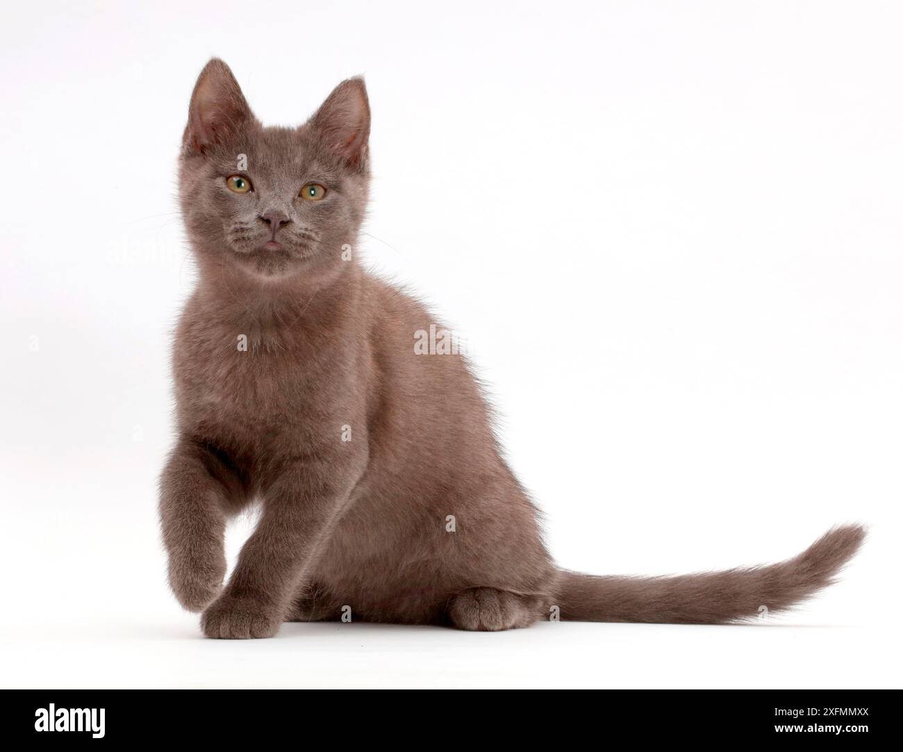 Russian Blue kitten Stock Photo - Alamy