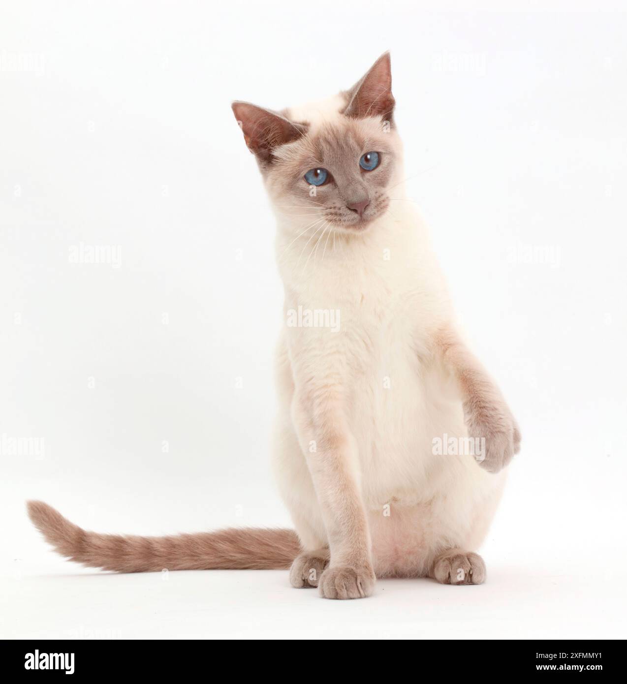 Blue-point Birman-cross cat sitting Stock Photo - Alamy
