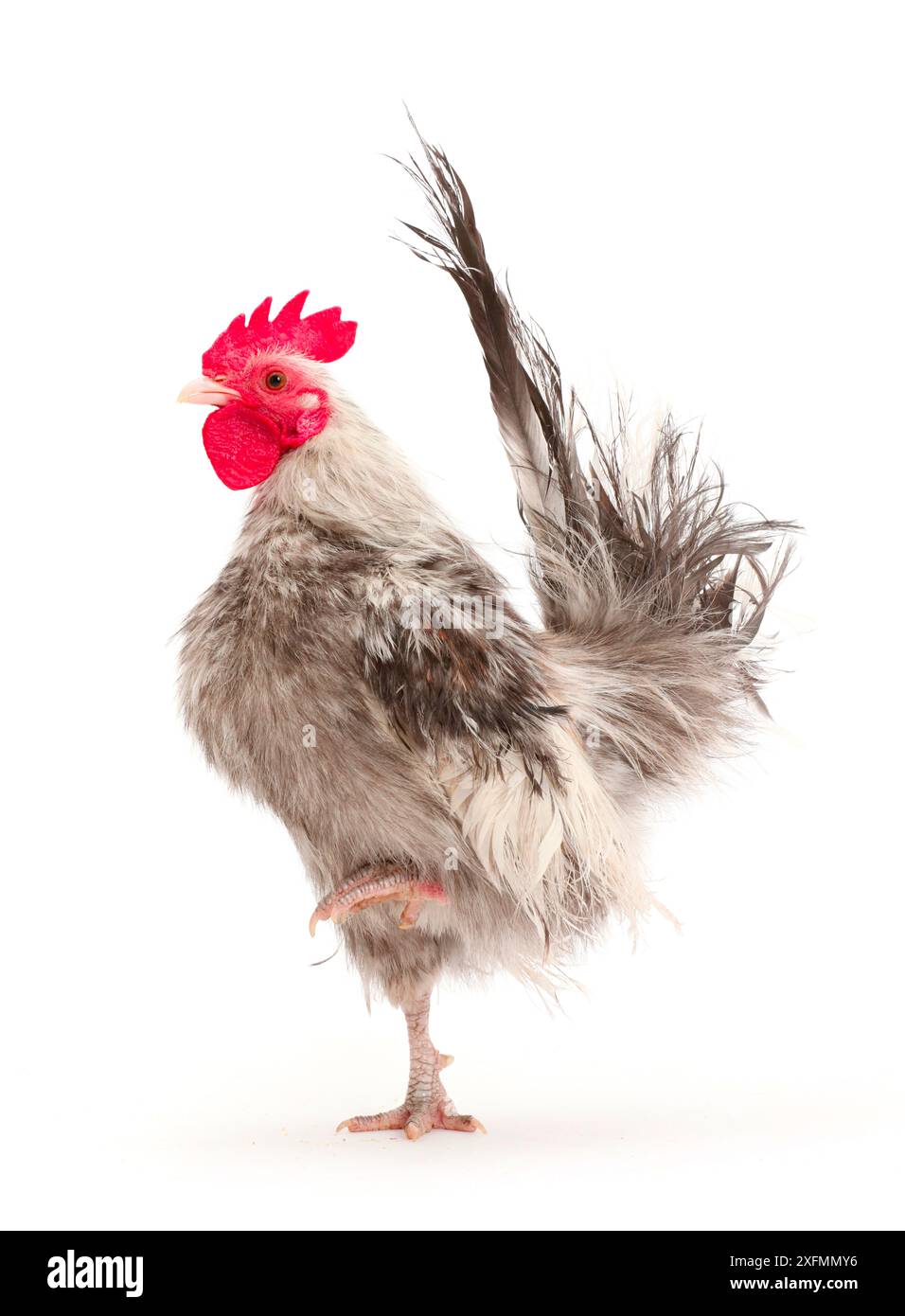 Silkie Serama Cockerel Stock Photo - Alamy