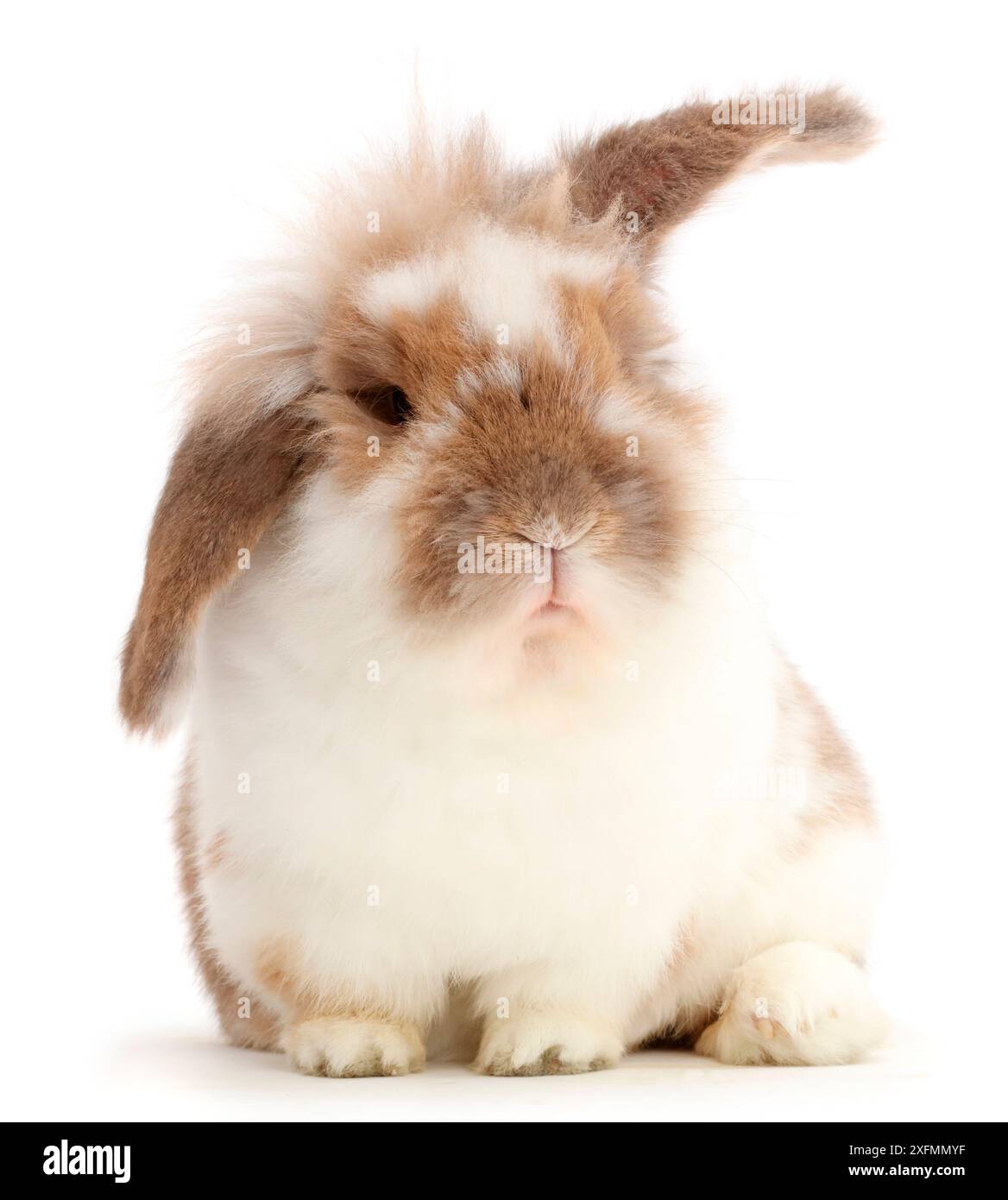 White rabbit portrait hi-res stock photography and images - Alamy