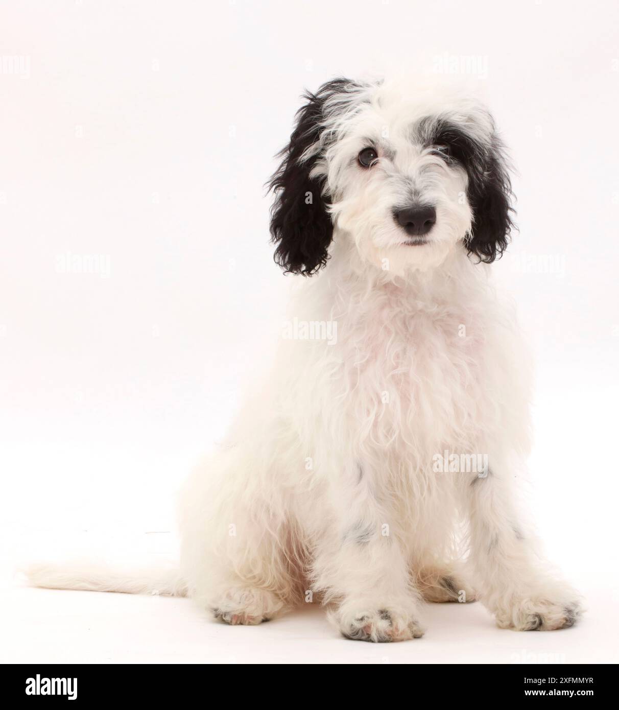 Young black cockapoo dog hi-res stock photography and images - Alamy