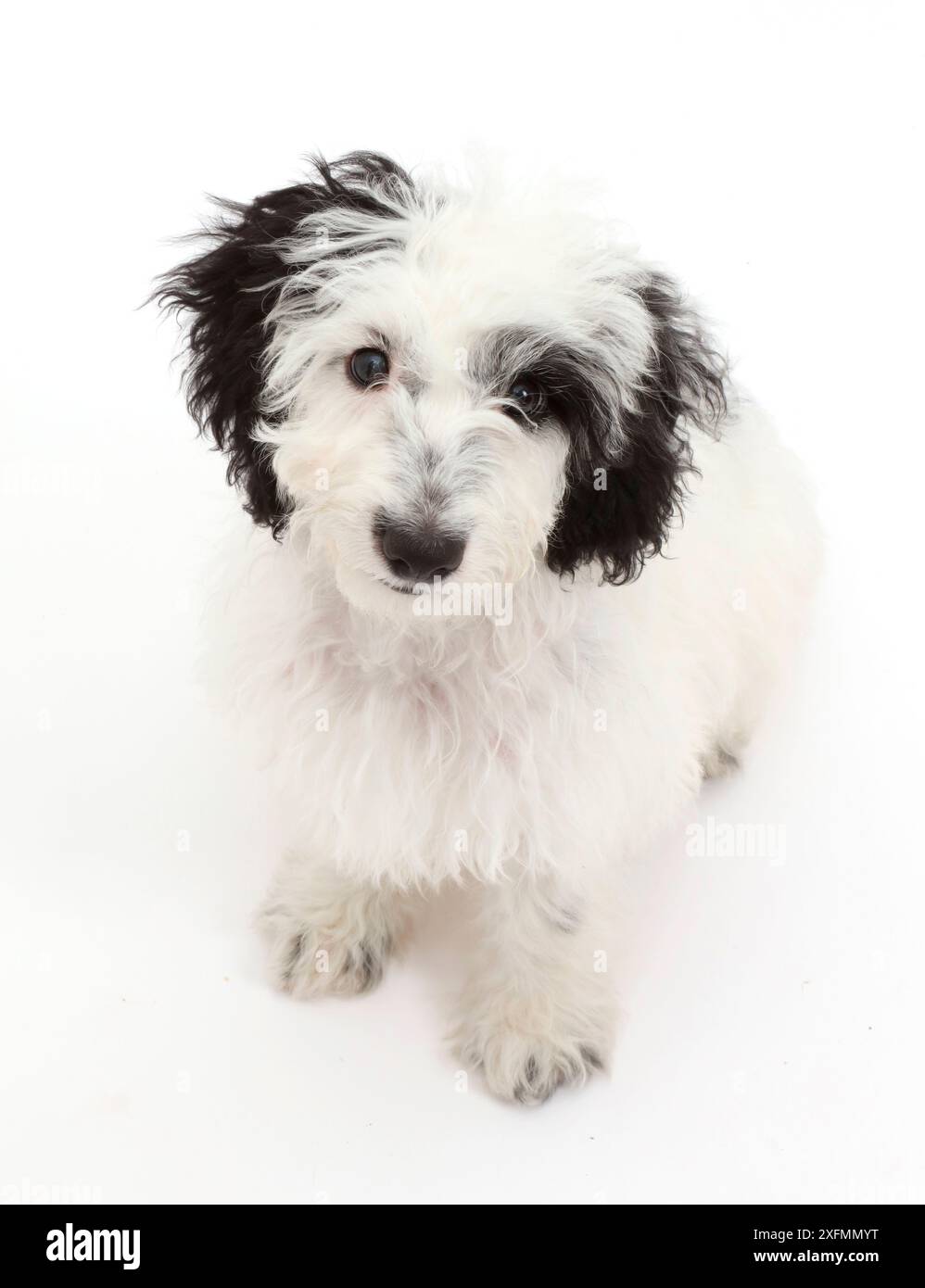 Black-and-white Cockapoo puppy Stock Photo - Alamy