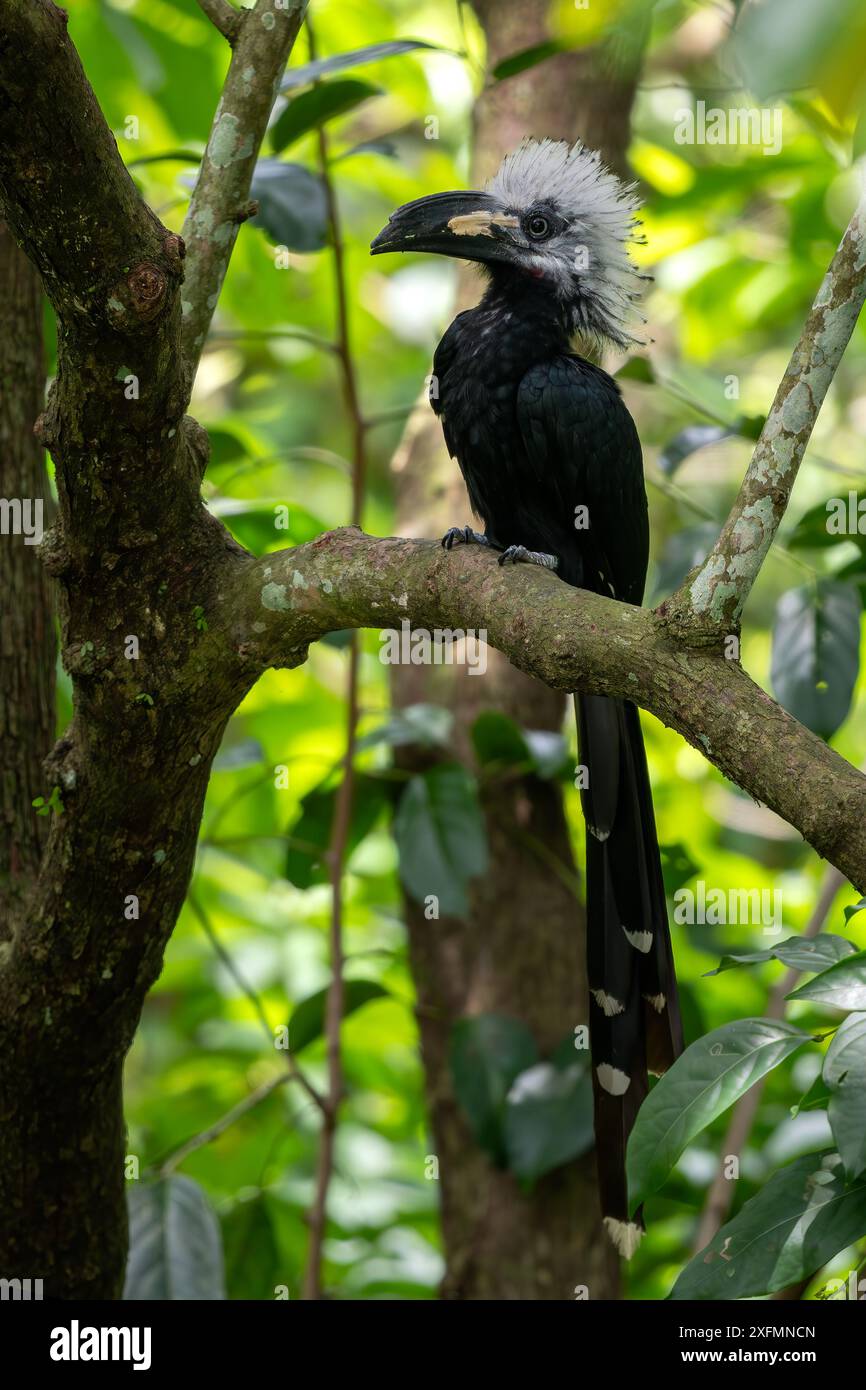 White-crested Hornbill - Horizocerus albocristatus, large beautiful ...