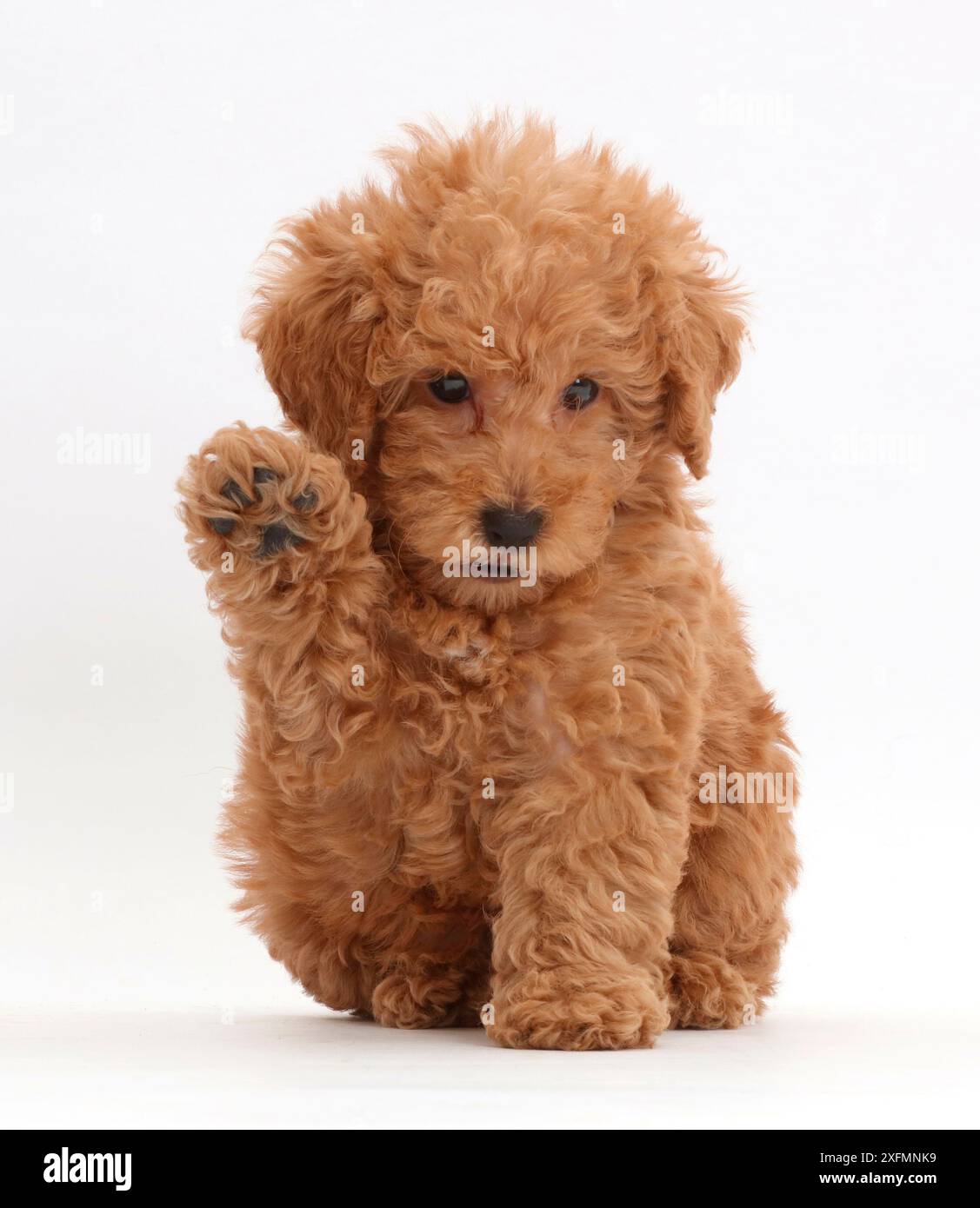 Red Toy labradoodle puppy raising paw Stock Photo - Alamy