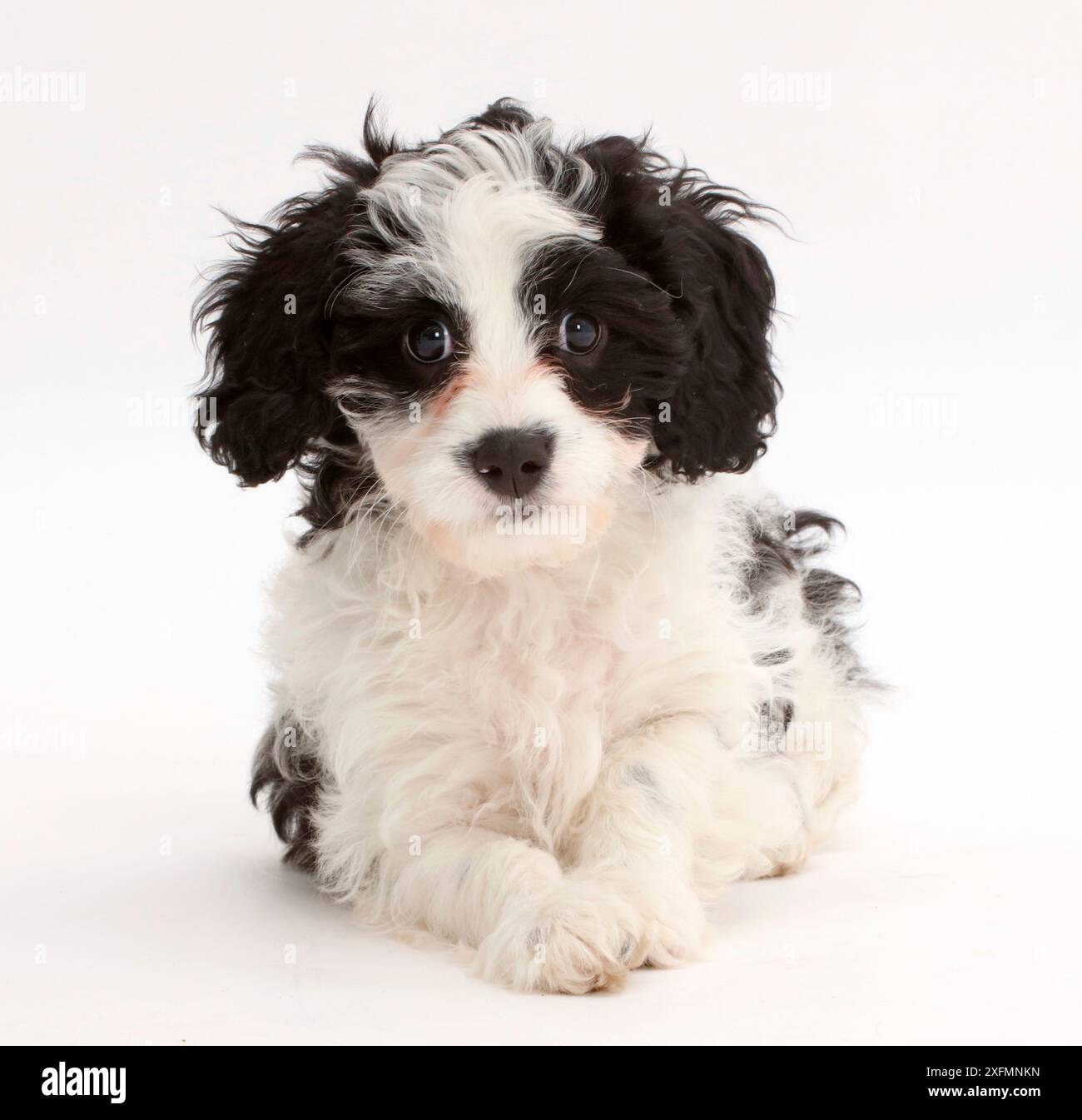 Black-and-white Cavapoo puppy, age 13 weeks Stock Photo - Alamy