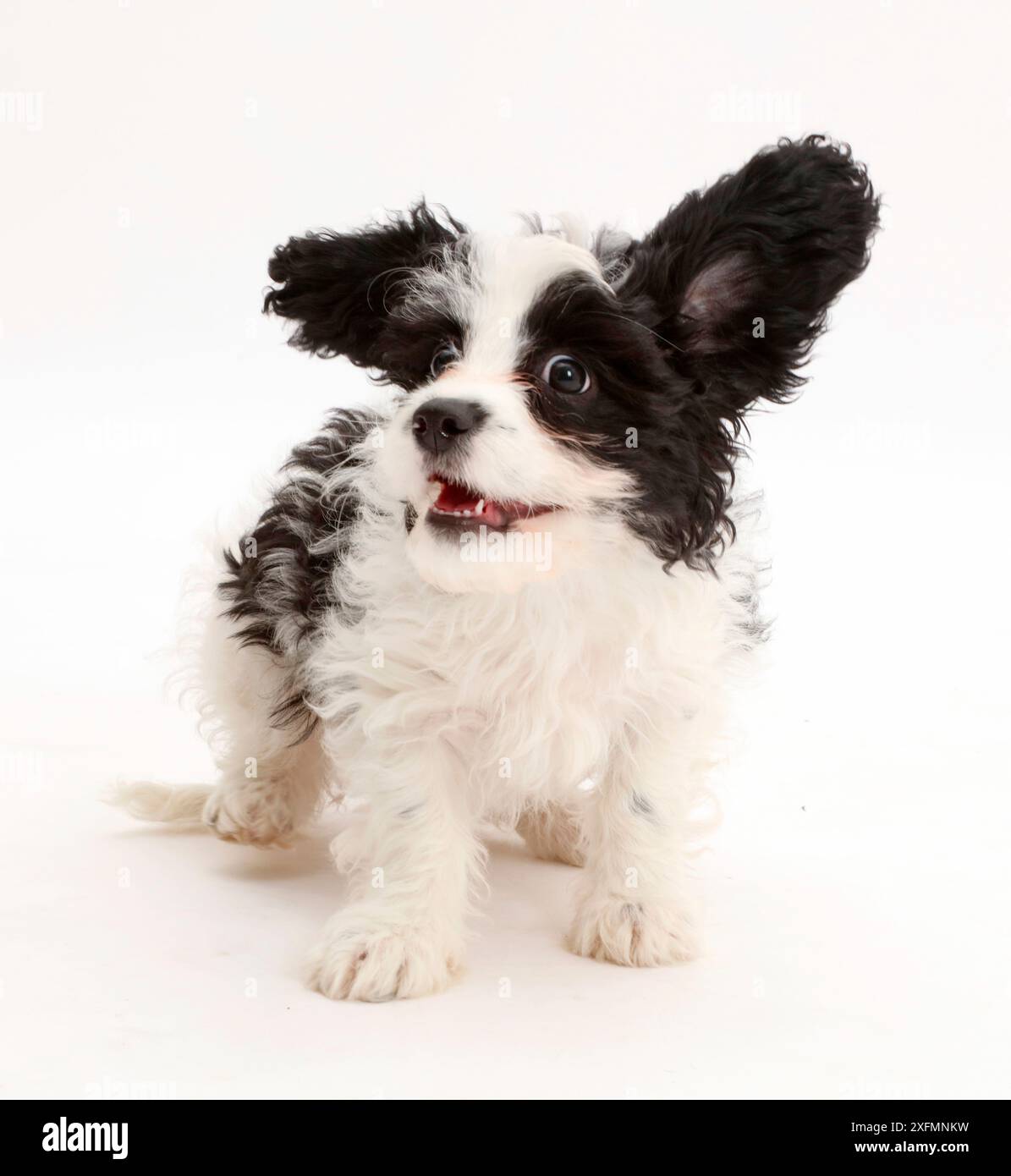 Black-and-white Cavapoo puppy, age 13 weeks Stock Photo - Alamy