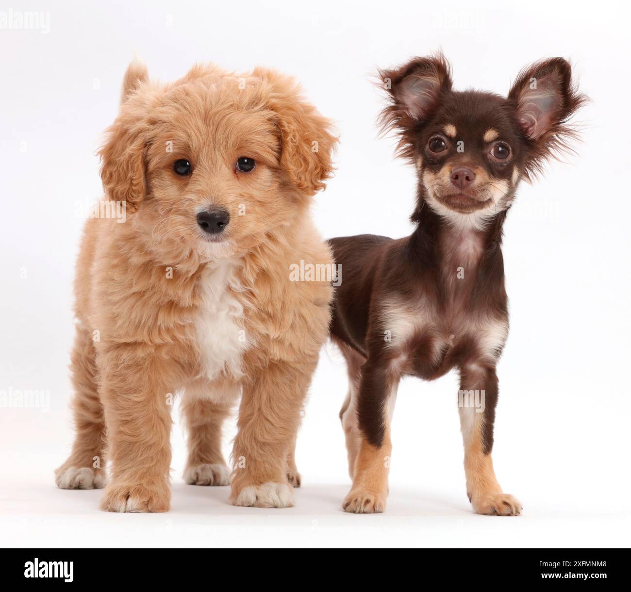 Chocolate-and-tan Chihuahua with Cavapoo puppy Stock Photo - Alamy