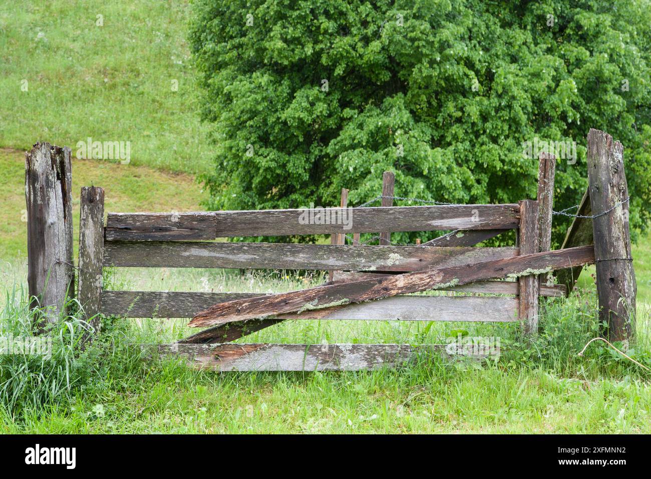 An old, decayed wooden gate made of weathered planks leading to a green ...