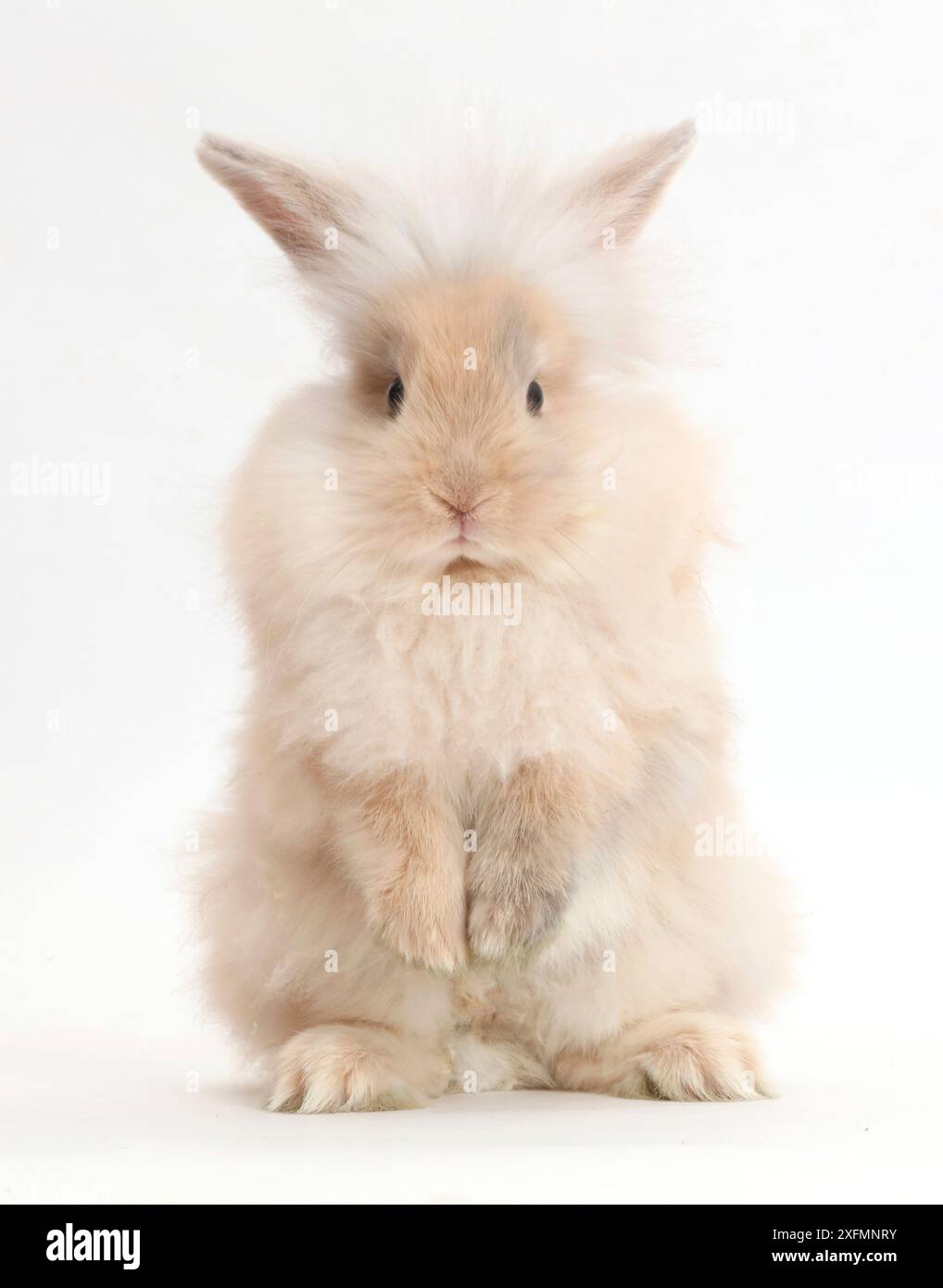 Rabbit standing on hind legs hi-res stock photography and images - Alamy