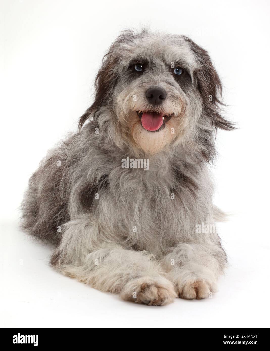 Grey mutt hi-res stock photography and images - Alamy
