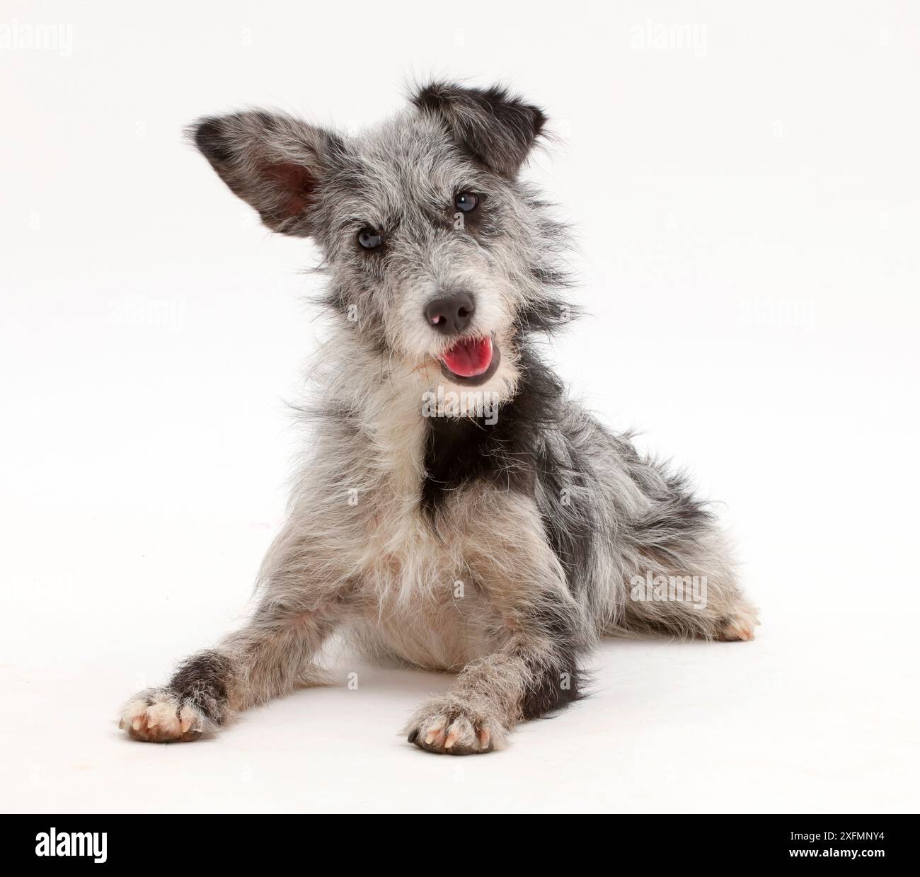 Blue merle mutt lying with head tilt Stock Photo - Alamy