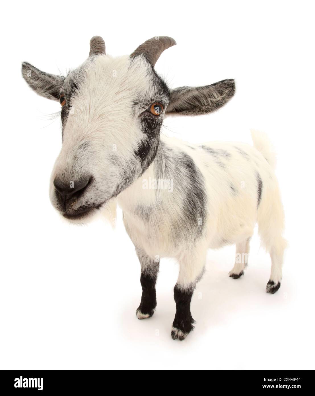 Portrait pygmy goat hi-res stock photography and images - Alamy