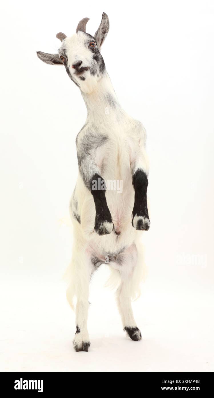 Domestic white goats hi-res stock photography and images - Alamy