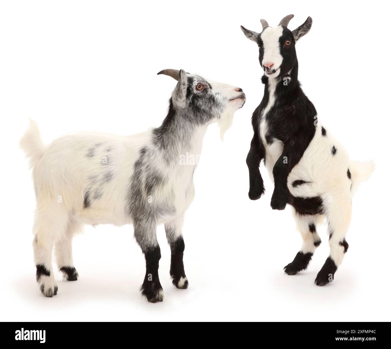 Rearing goat hi-res stock photography and images - Alamy