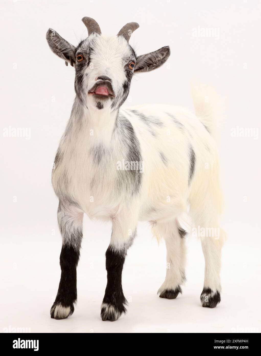 Pygmy Goat showing flehmen response Stock Photo - Alamy
