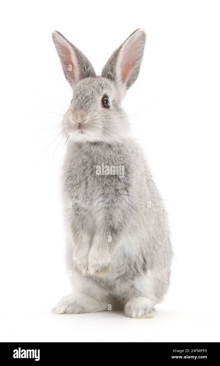 Silver rabbit hi-res stock photography and images - Alamy