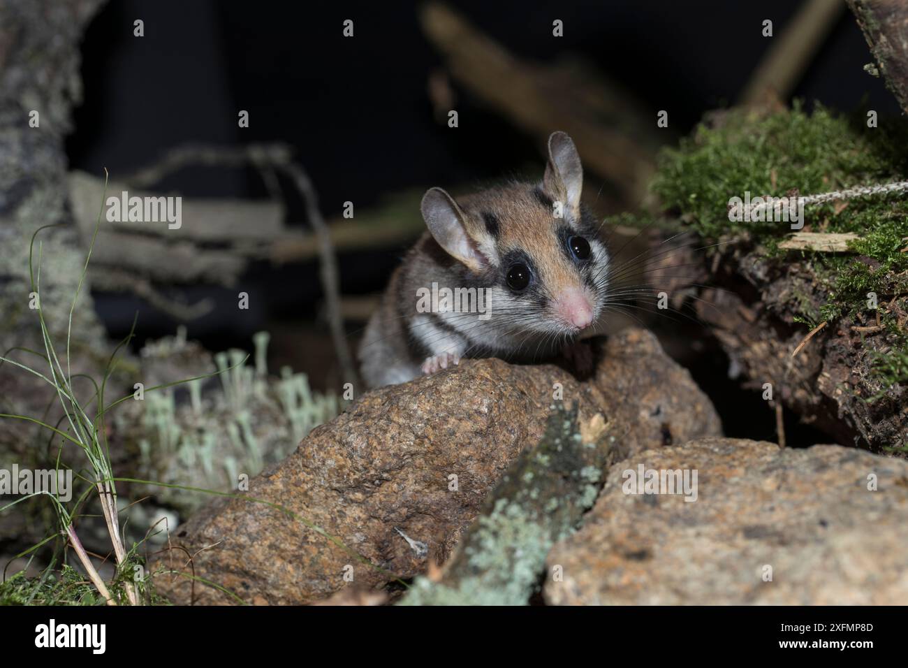 Garden dormouse (Eliomys quercinus) adult, looking over a rock on mossy ...