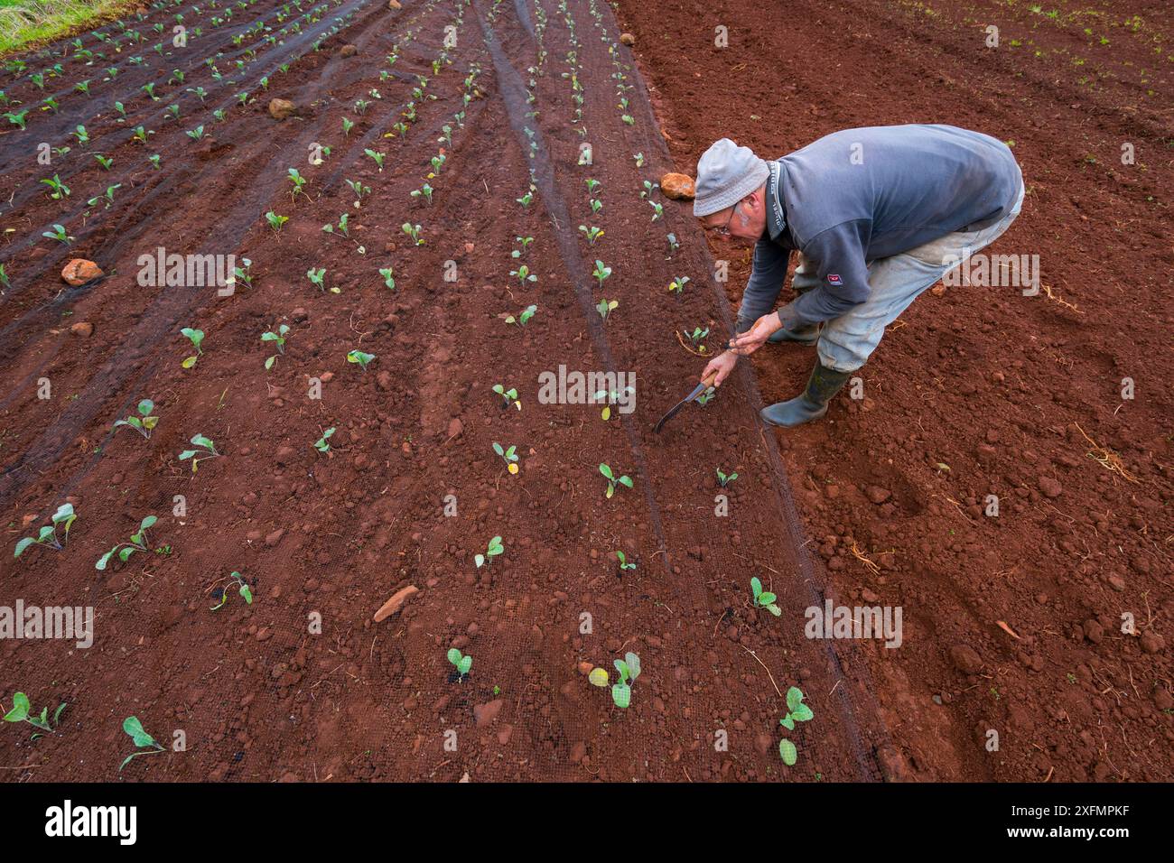 Farmer weeding hi-res stock photography and images - Alamy