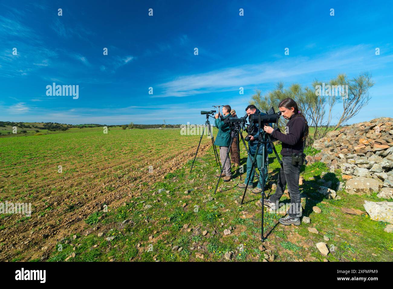 Group of researchers tracking Iberian lynx (Lynx pardinus)Spain ...