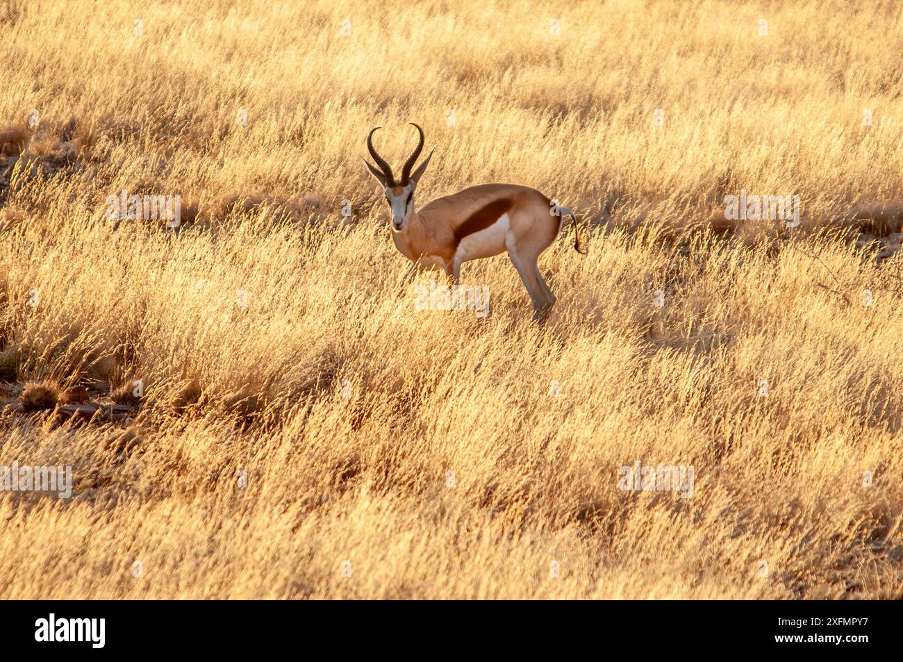 Springbok in Namibia Stock Photo - Alamy
