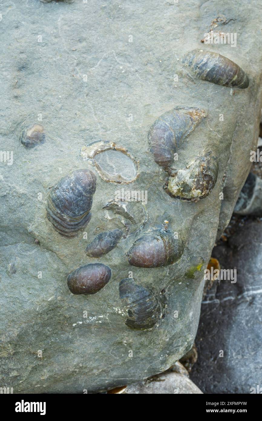 Fossil bivalves of the genus Gryphaea, embedded in carboniferous ...