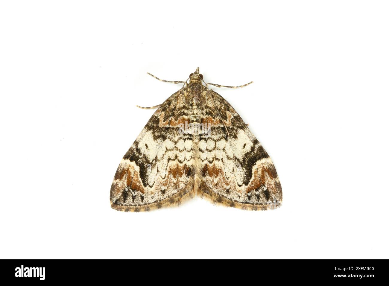 Dark carpet moth (Chlorocysta citrata citrata) on white background ...