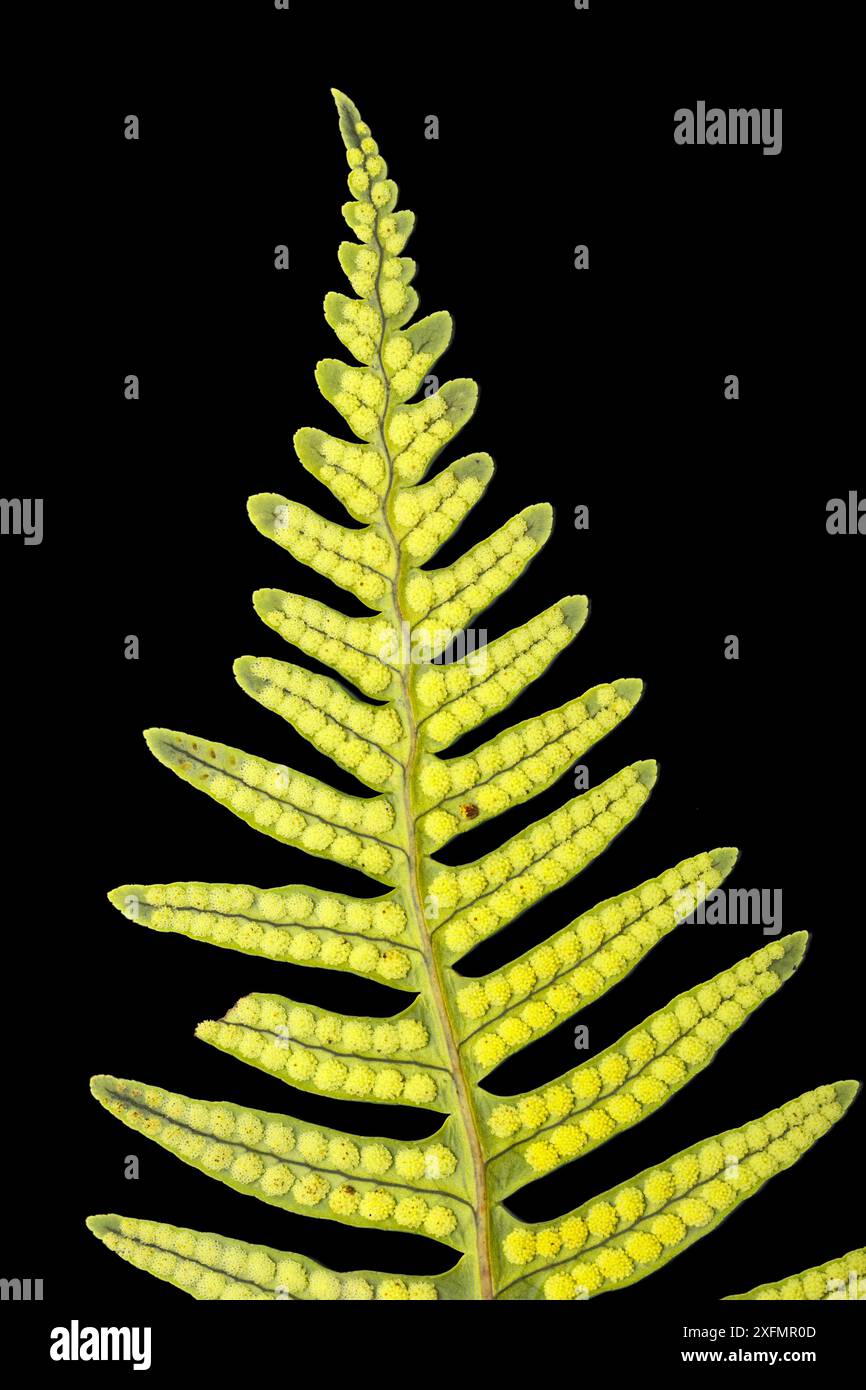 Common polypody fern (Polypodium vulgare) frond with immature spores ...
