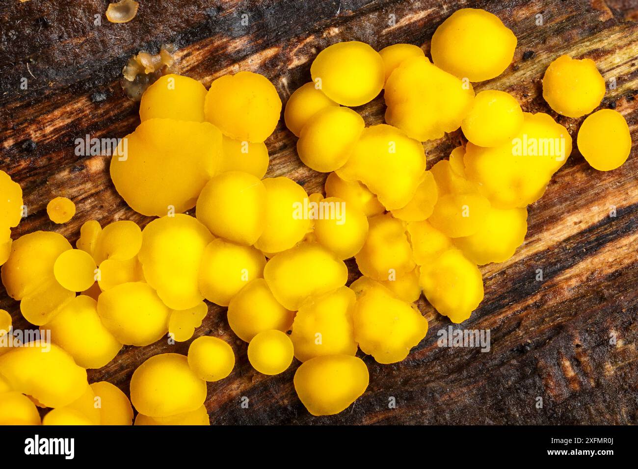 Lemon Disco fungus (Bisporella citrina), growing on dead oak branch ...