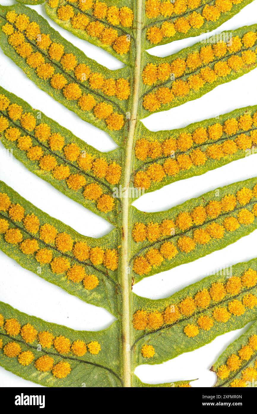 Common Polypody fern (Polypodium vulgare) underside of frond showing ...