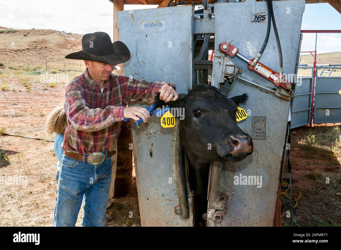 Cow getting ear tags after being examined by a veterinarian. Wyoming ...