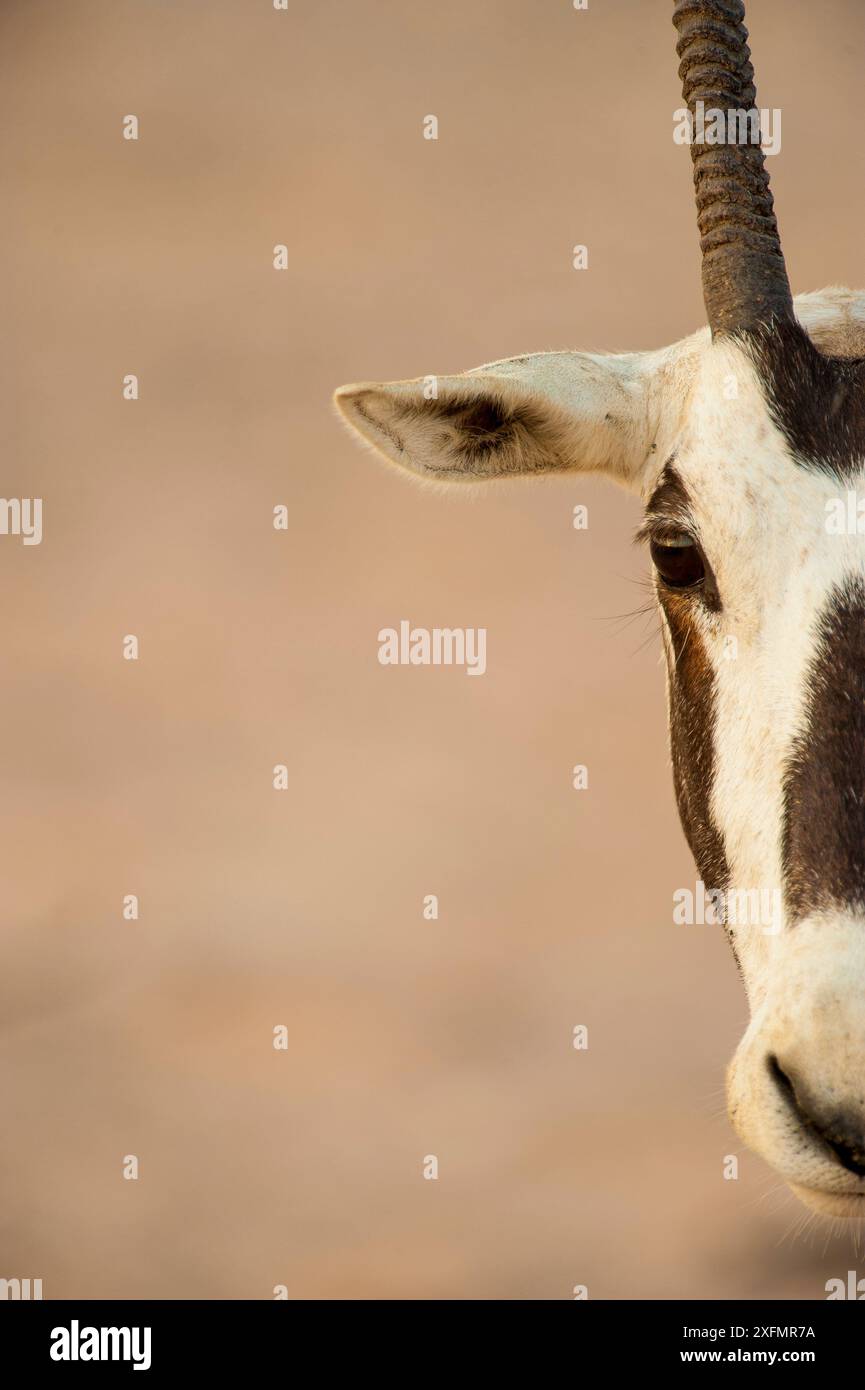 Half head portrait of Arabian oryx (Oryx leucoryx) in Dubai, UAE Stock ...