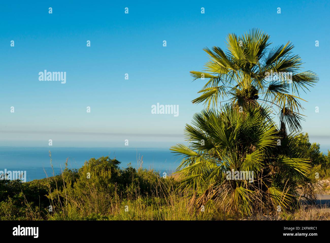 Dwarf majesty palm tree hi-res stock photography and images - Alamy