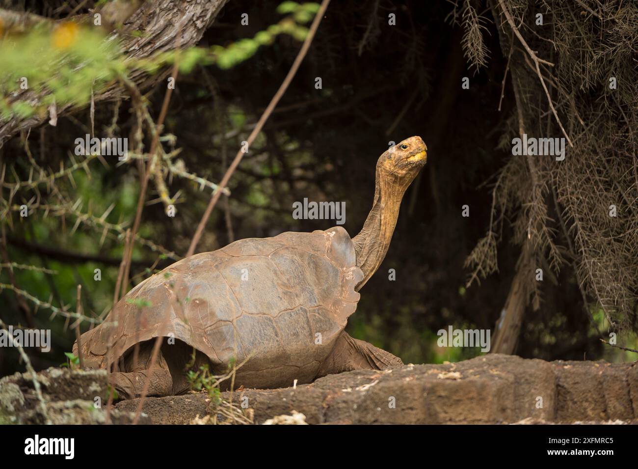 Espanola Giant tortoise (Geochelone hoodensis), previously extinct on ...