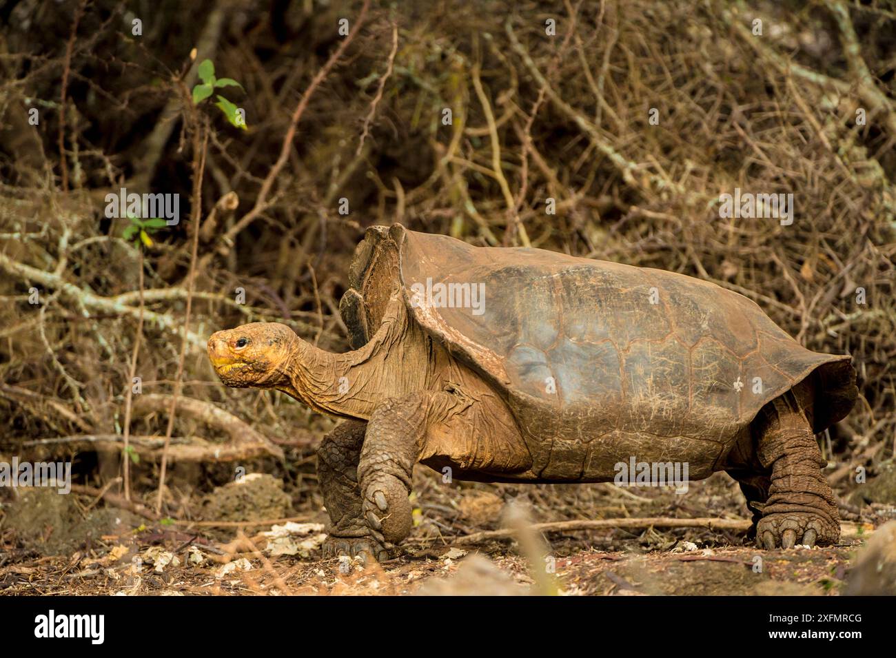 Espanola Giant tortoise (Geochelone hoodensis) showing saddle-shaped ...