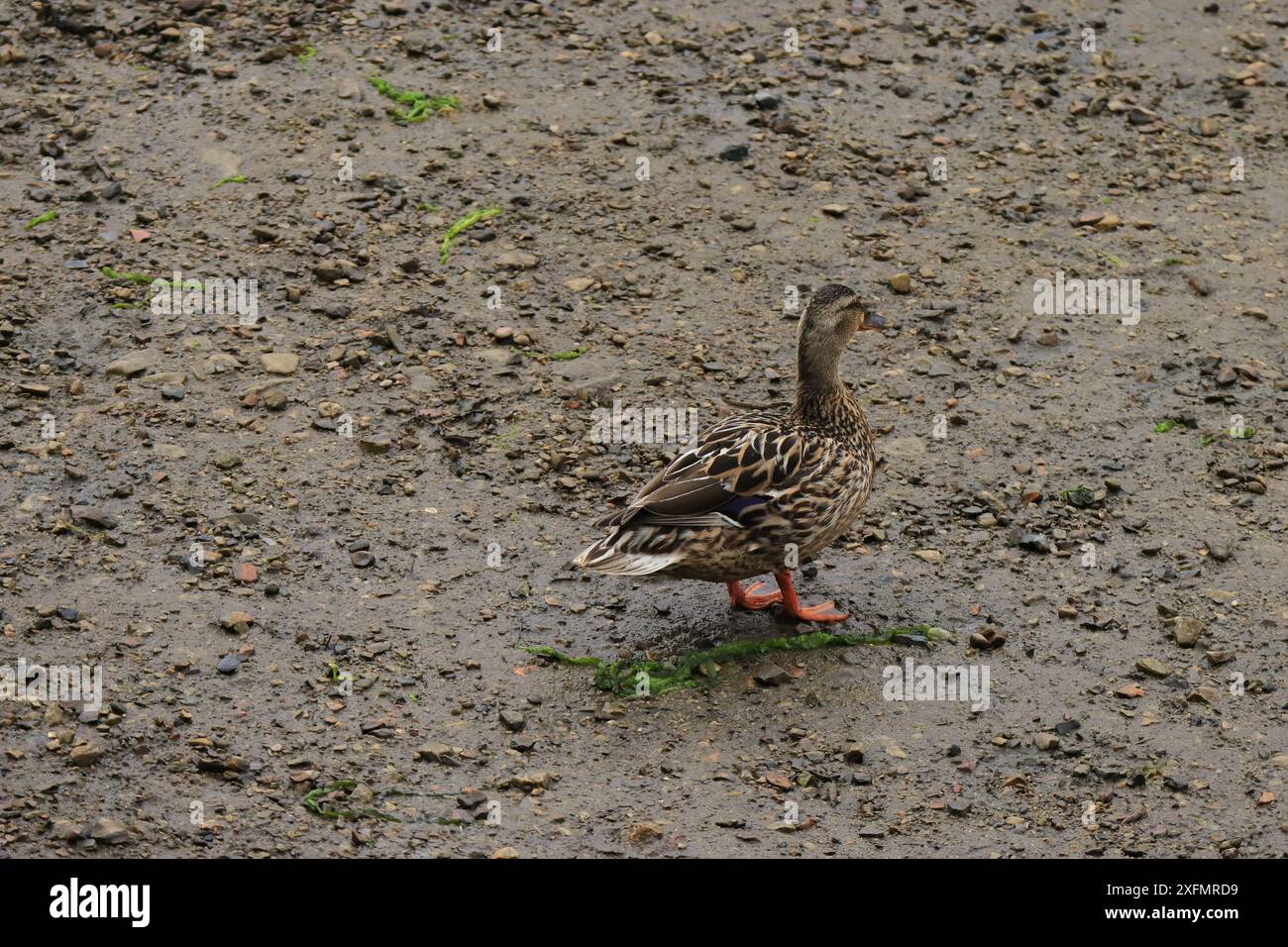 Duck profile photo hi-res stock photography and images - Alamy