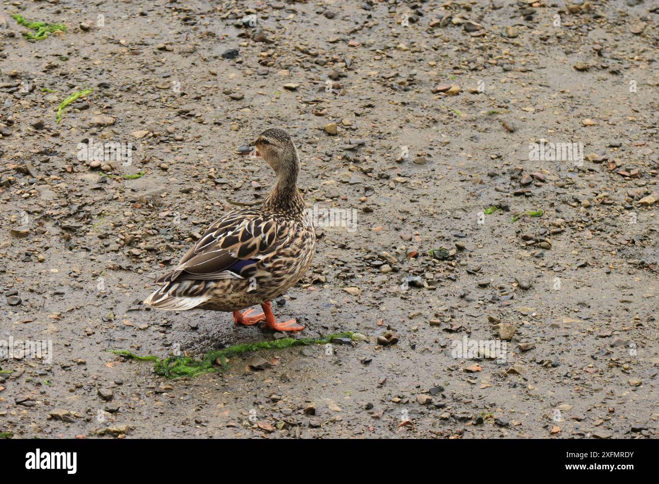 A young female mallard looking over her shoulder in a muddy harbour ...