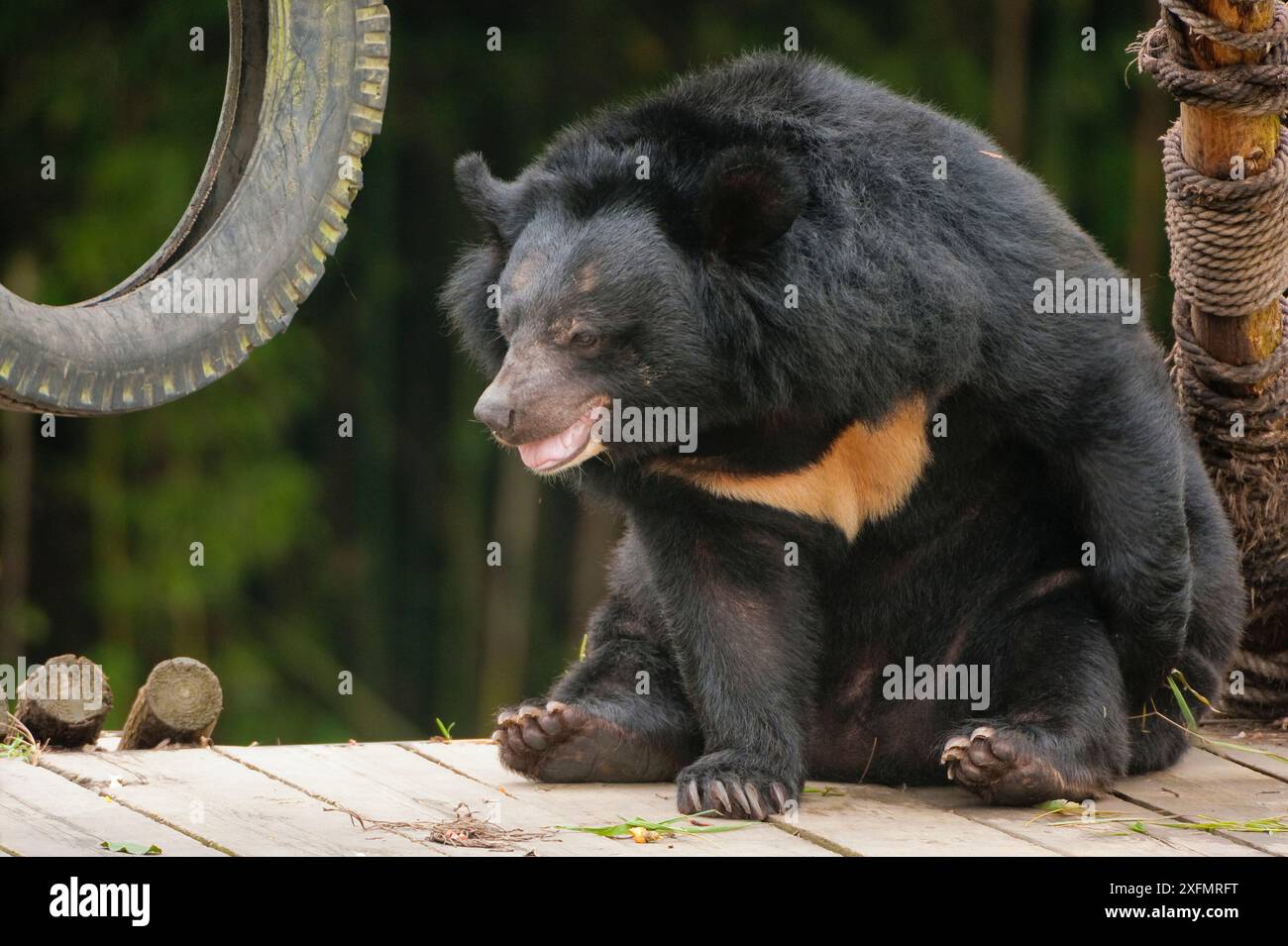 Bear bile farm hi-res stock photography and images - Alamy