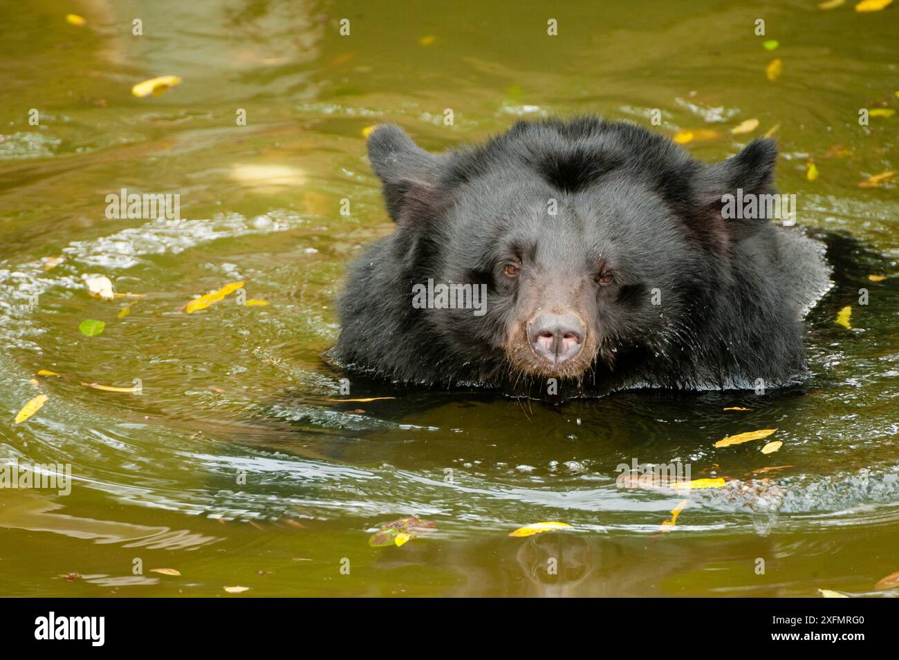 Moon bear (Ursus thibetanus) swimming in Animals Asia Bear Sanctuary ...