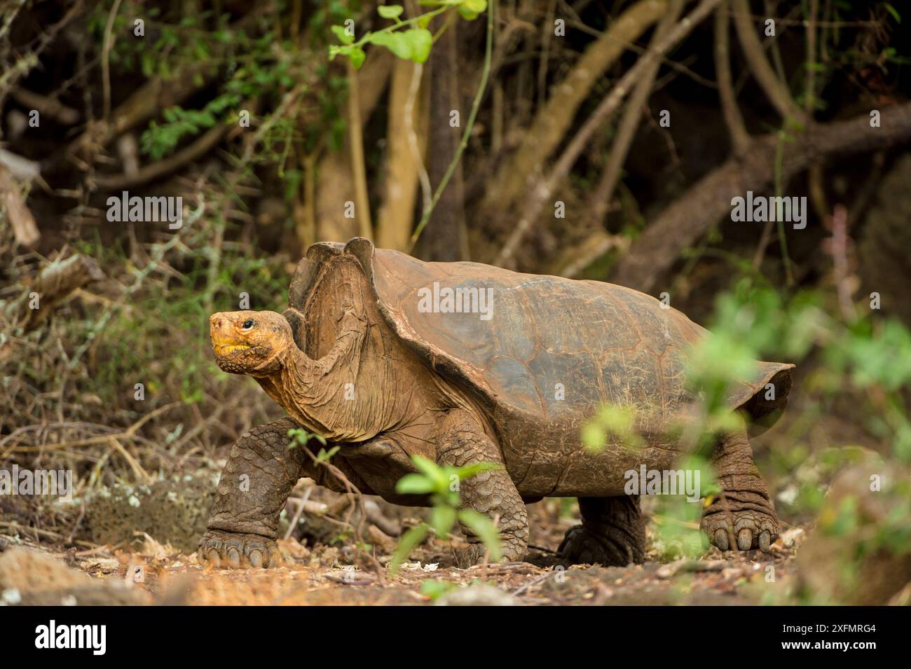 Espanola giant tortoise (Geochelone hoodensis) showing saddle-shaped ...