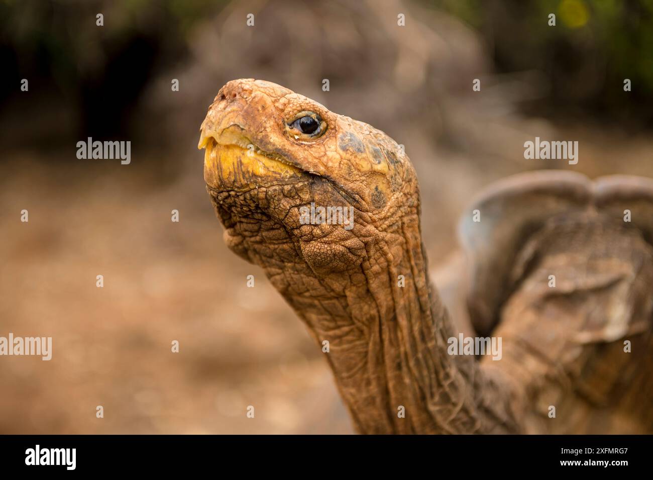 Espanola giant tortoise (Geochelone hoodensis). Previously extinct on ...