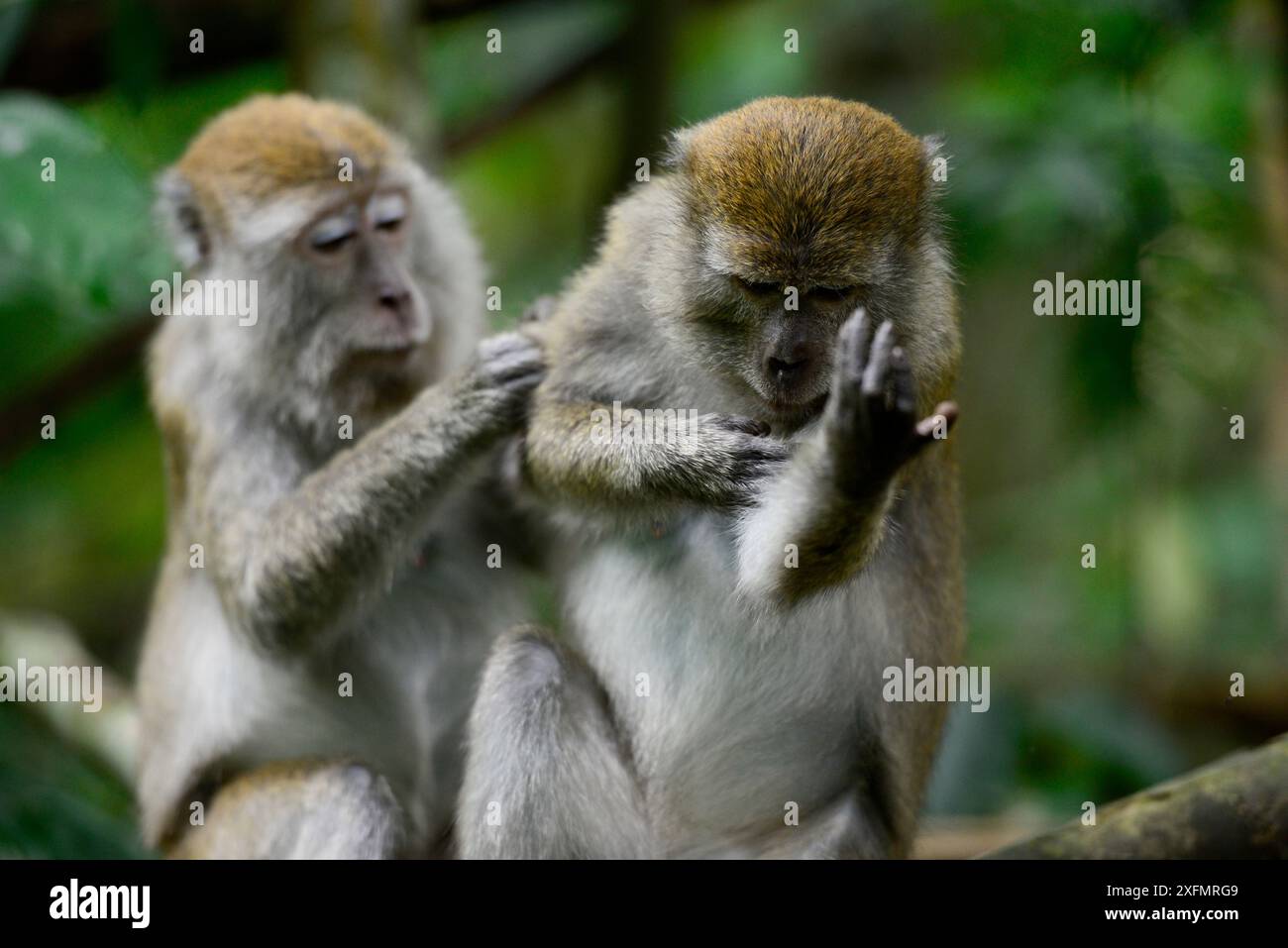 Long-tailed macaques (Macaca fascicularis) grooming, looking for ...