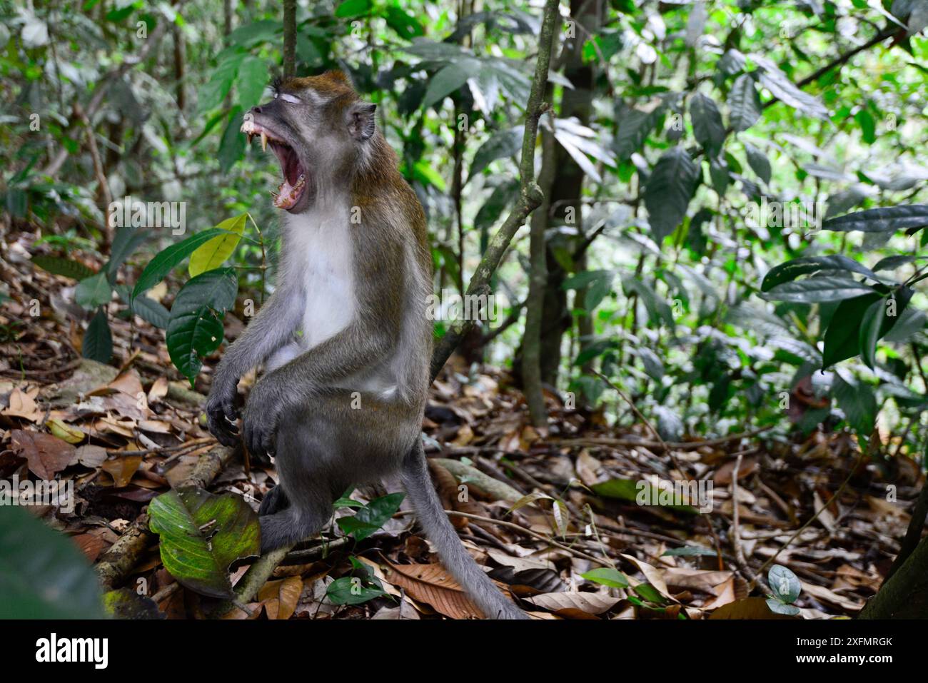 Long-tailed macaque (Macaca fascicularis) yawning, sitting on the ...