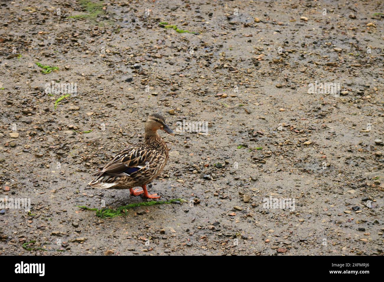 Duck profile photo hi-res stock photography and images - Alamy