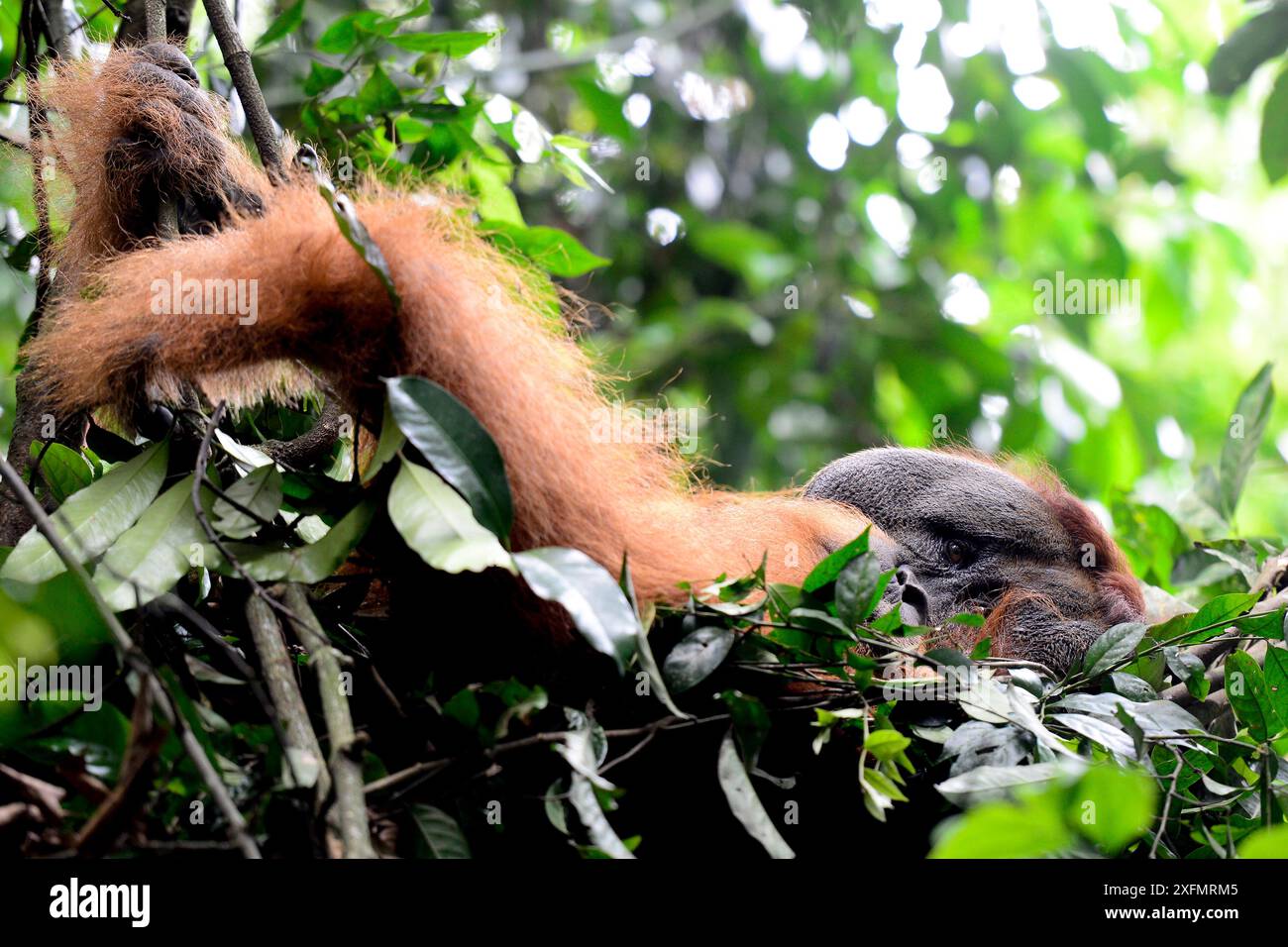 Close up of a Sumatran orangutan (Pongo abelii) male resting in a ...