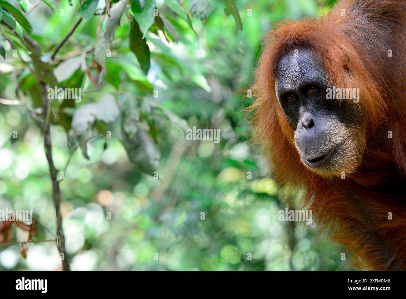 Sumatran Orangutan (Pongo abelii) female, Gunung Leuser National Park ...