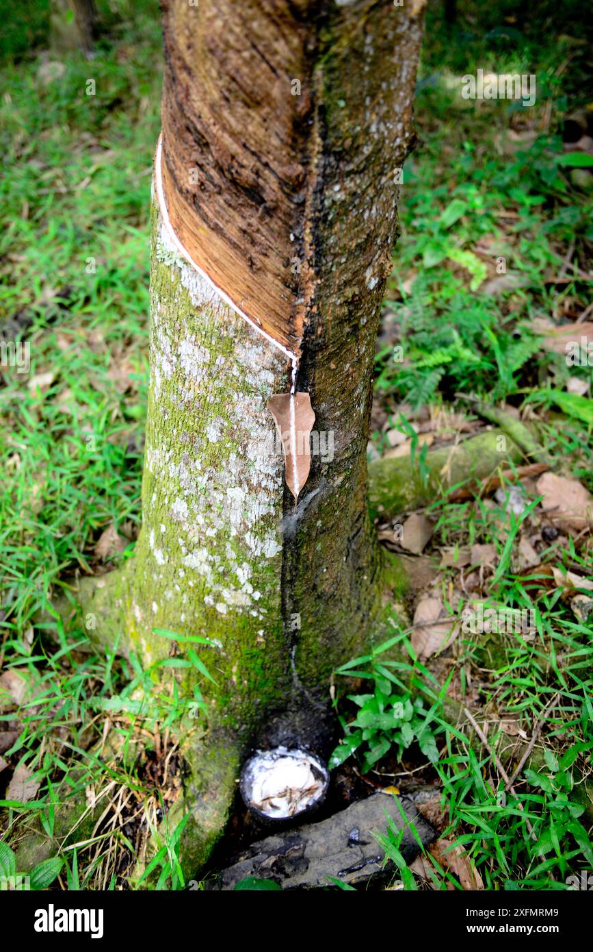 Rubber tree (Hevea brasiliensis) tapping from a plantation within the ...