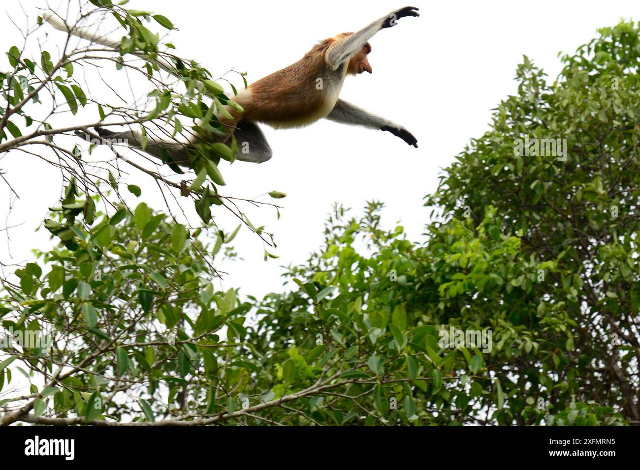 Proboscis monkey (Nasalis larvatus) male leaping between trees, Tanjung ...